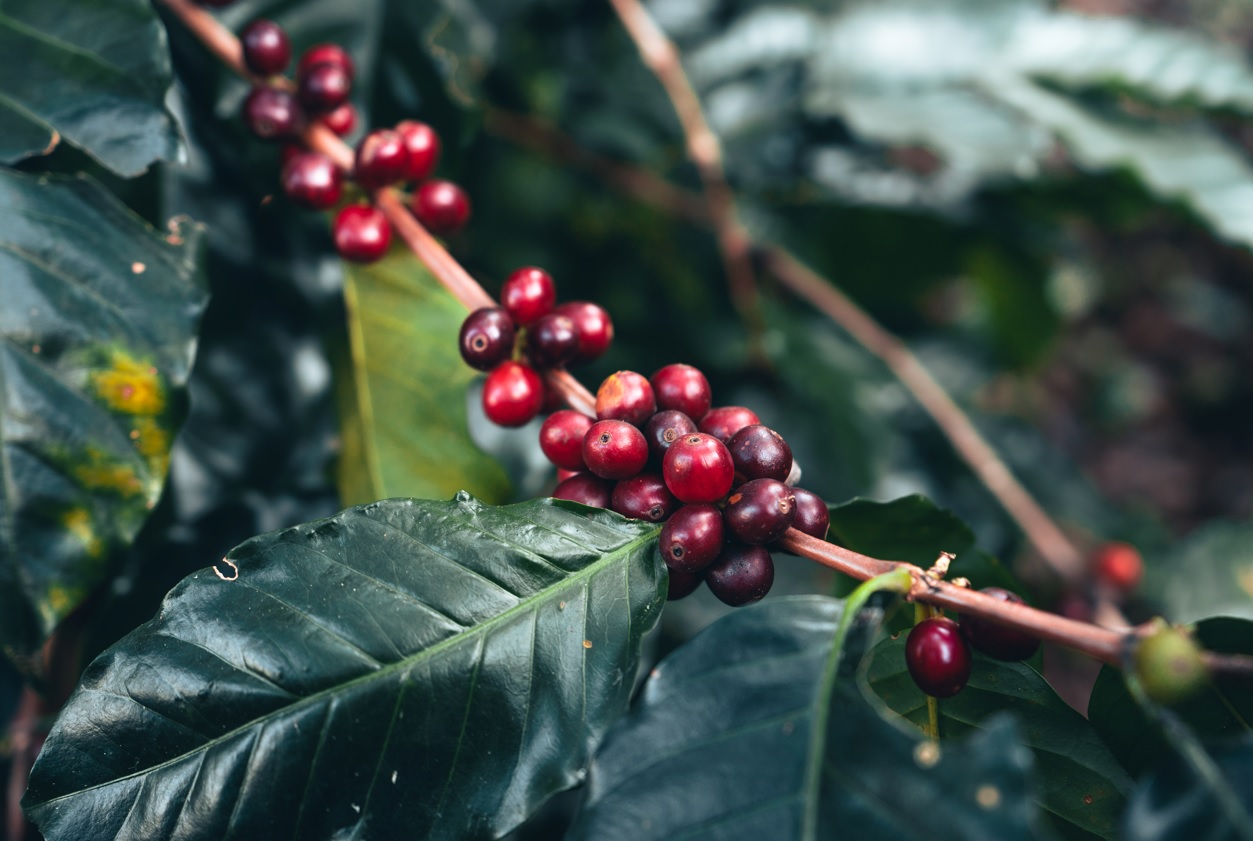 Qualidade do Café - Critérios SCAA - Colheita e Pós-Colheita ...